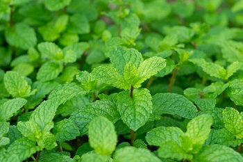 Benefits of Peppermint Essential Oil – HopeWind